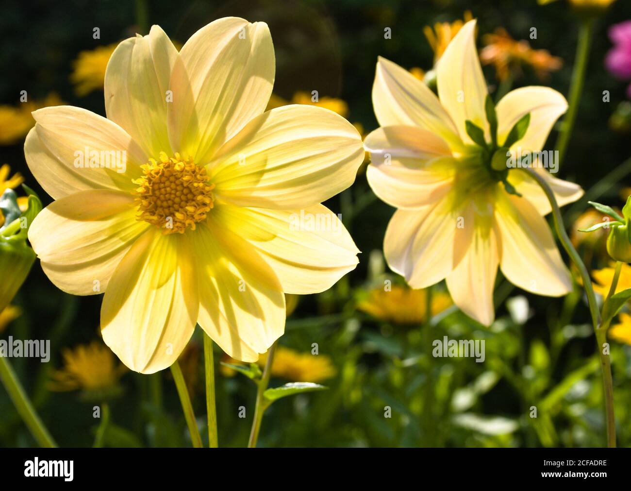 Flowers of the dahlia in garden. Small depth to sharpness Stock Photo ...