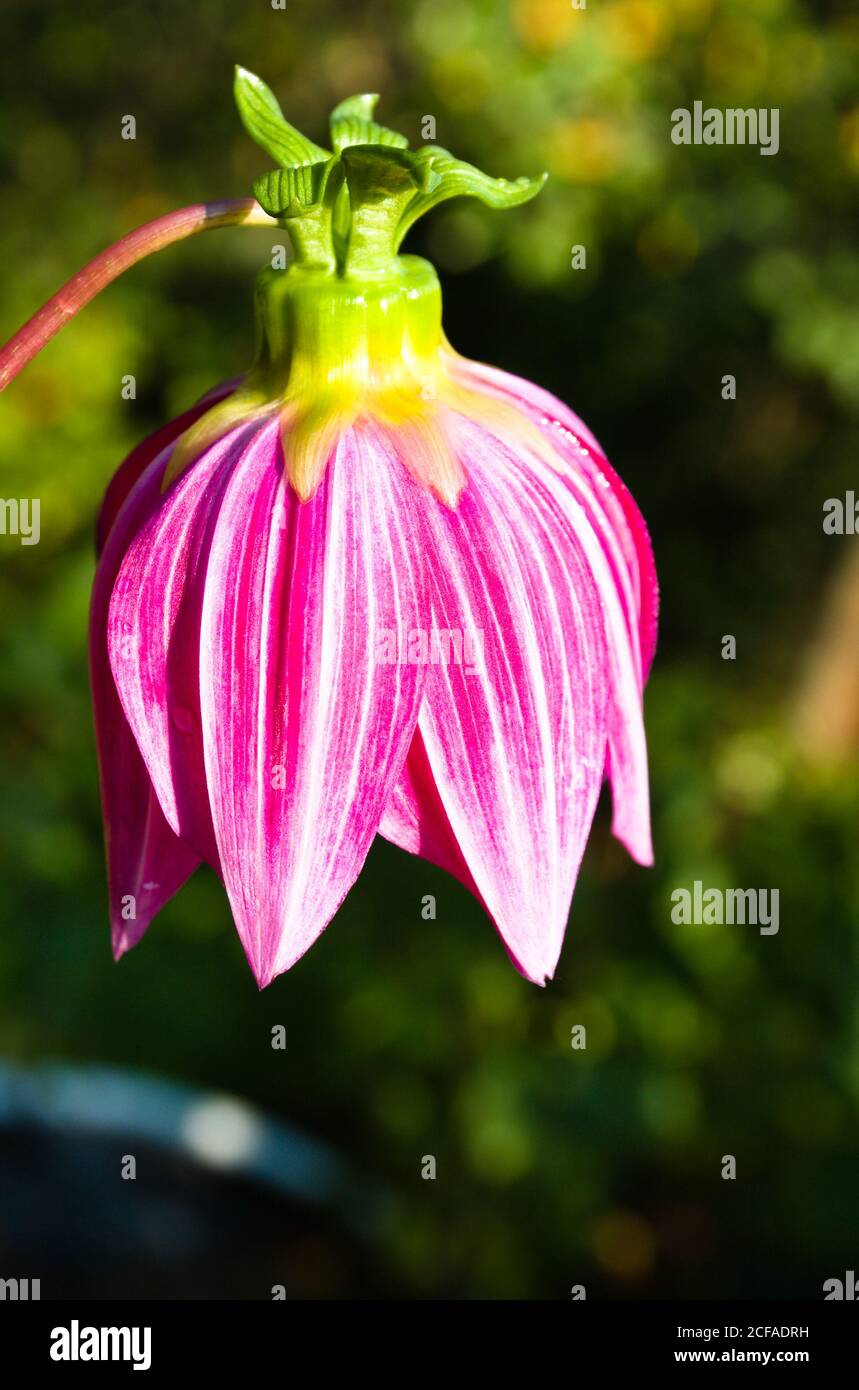 Flower of the dahlia in garden. Small depth to sharpness Stock Photo ...