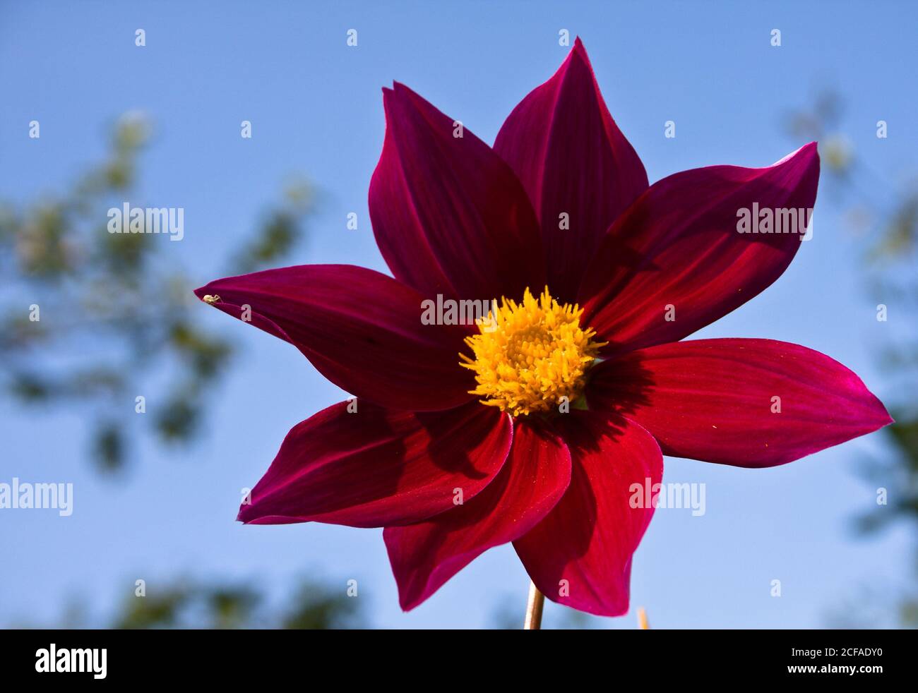 Flower of the dahlia in garden. Small depth to sharpness Stock Photo ...