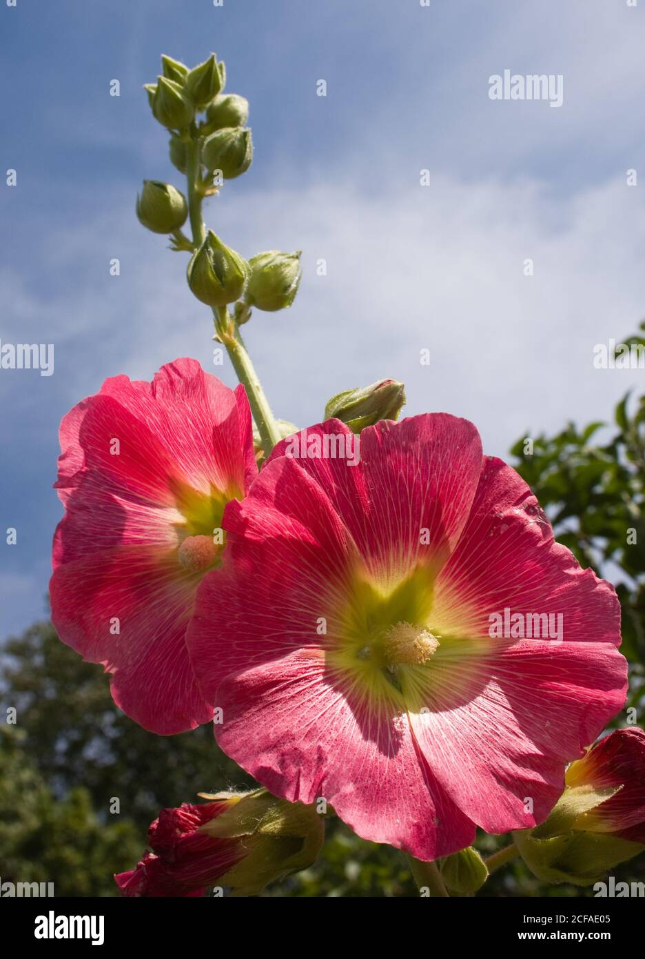 Malva mallow beautiful tropical hi-res stock photography and images - Alamy
