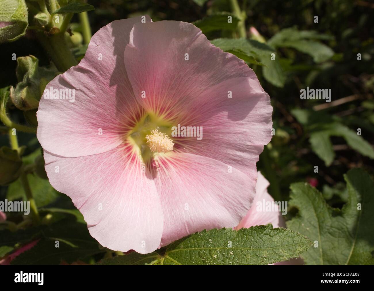 Mallow flower in close hi-res stock photography and images - Alamy