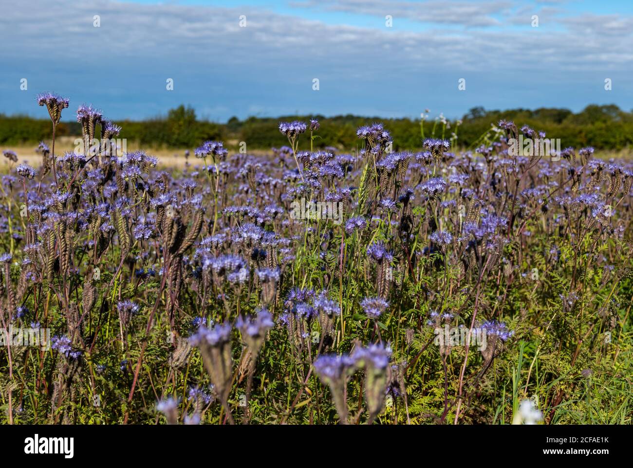 Purple tansy (lacy phacella or Phacelia tanacetifolia) growing at crop ...