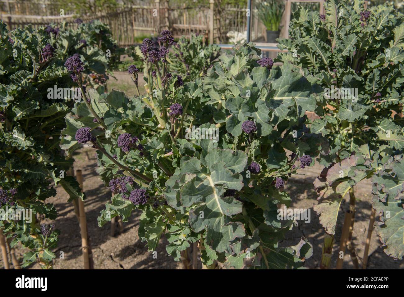 Home Grown Organic Purple Sprouting Broccoli (Brassica oleracea ...