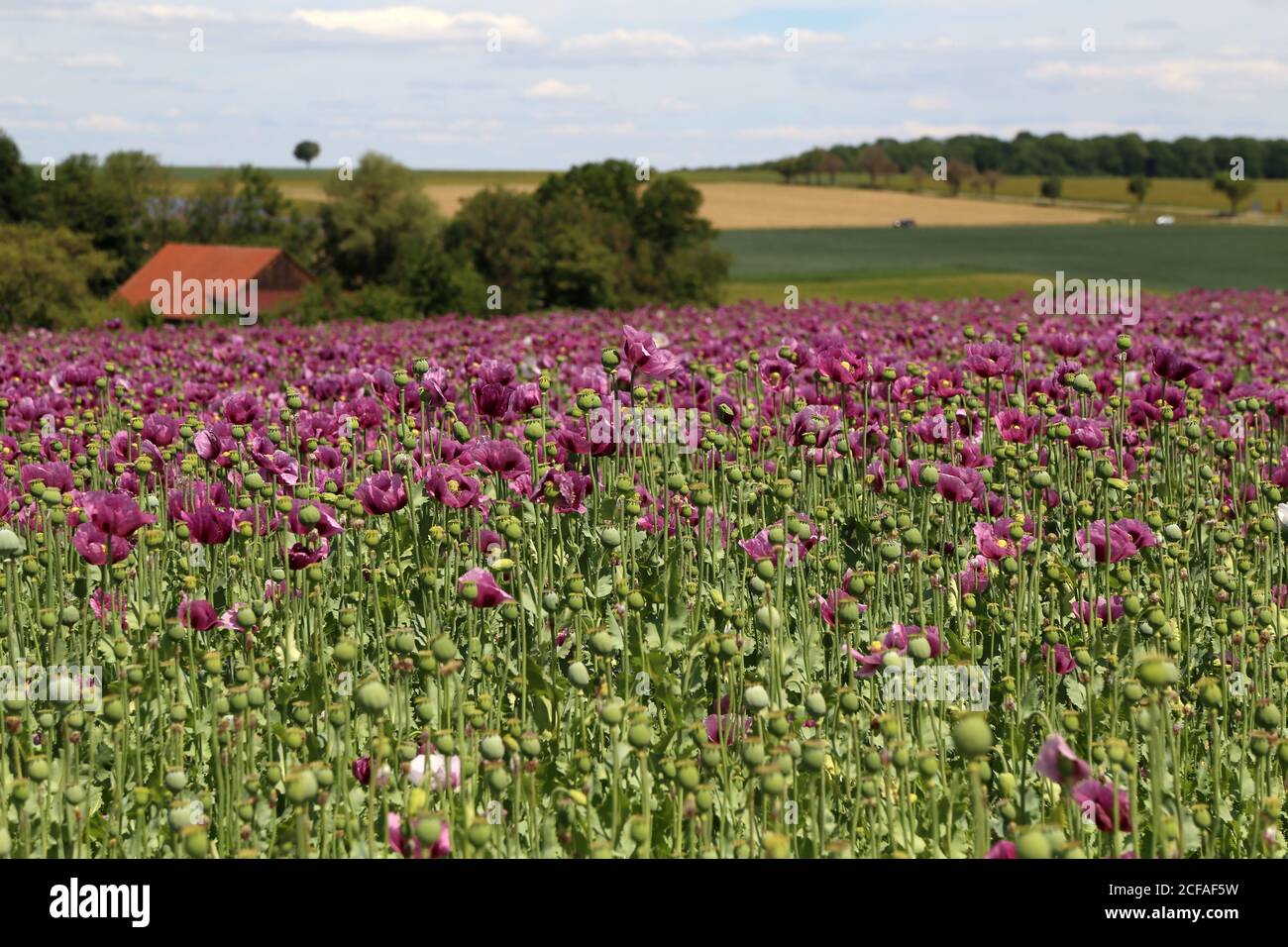 Mesmerizing shot of a field of violet poppy flowers in summer Stock ...