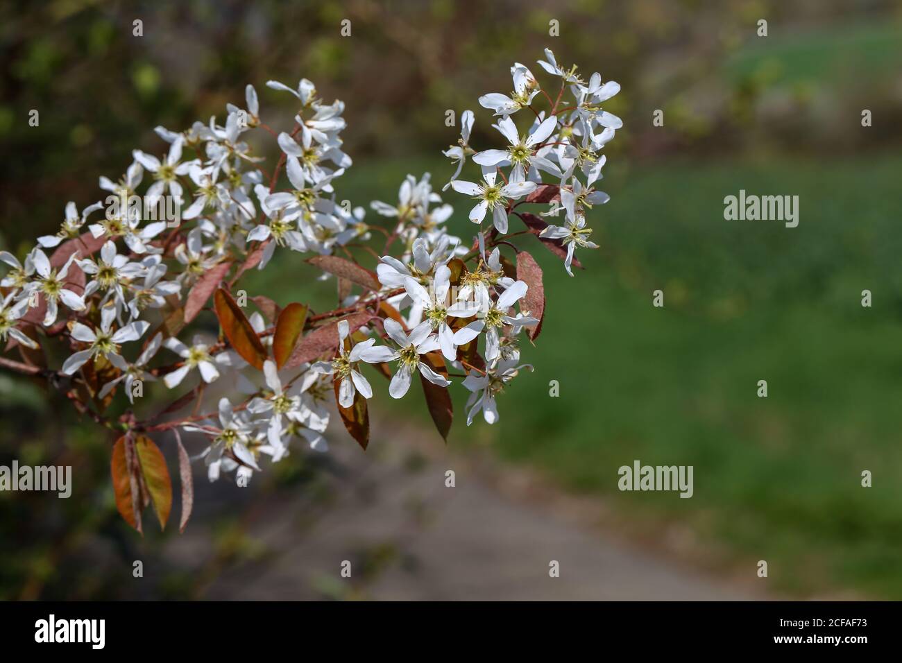 Selective focus shot of flowering trees in the garden in the spring ...