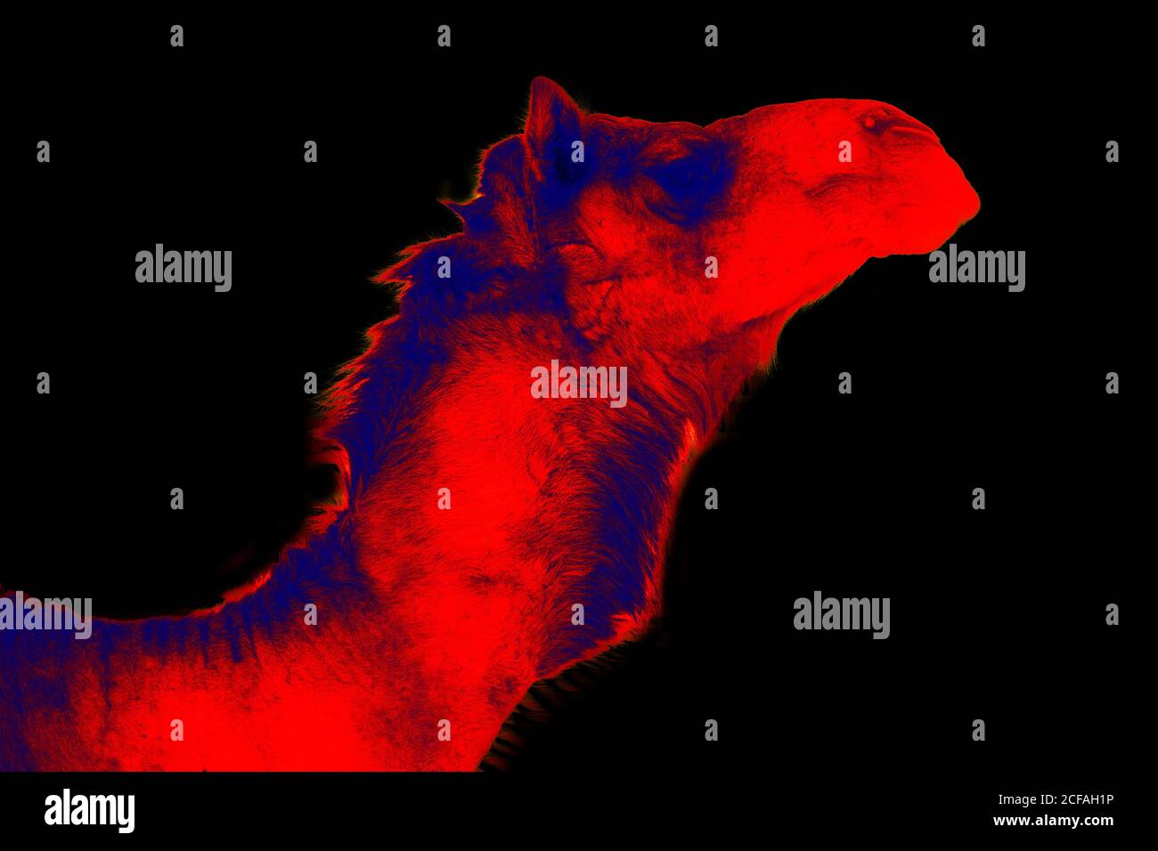 Camel dromader in scientific high-tech thermal imager on black ...