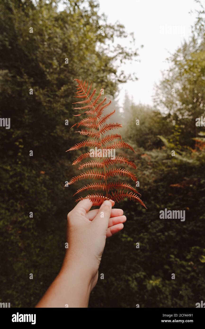 Crop unrecognizable person hand holding wilted orange huge leaf of ...