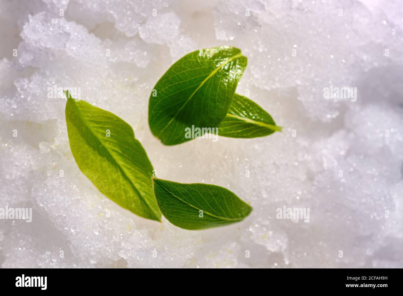 Flower or young green leaf appeared in cold snow. World of wonder ...