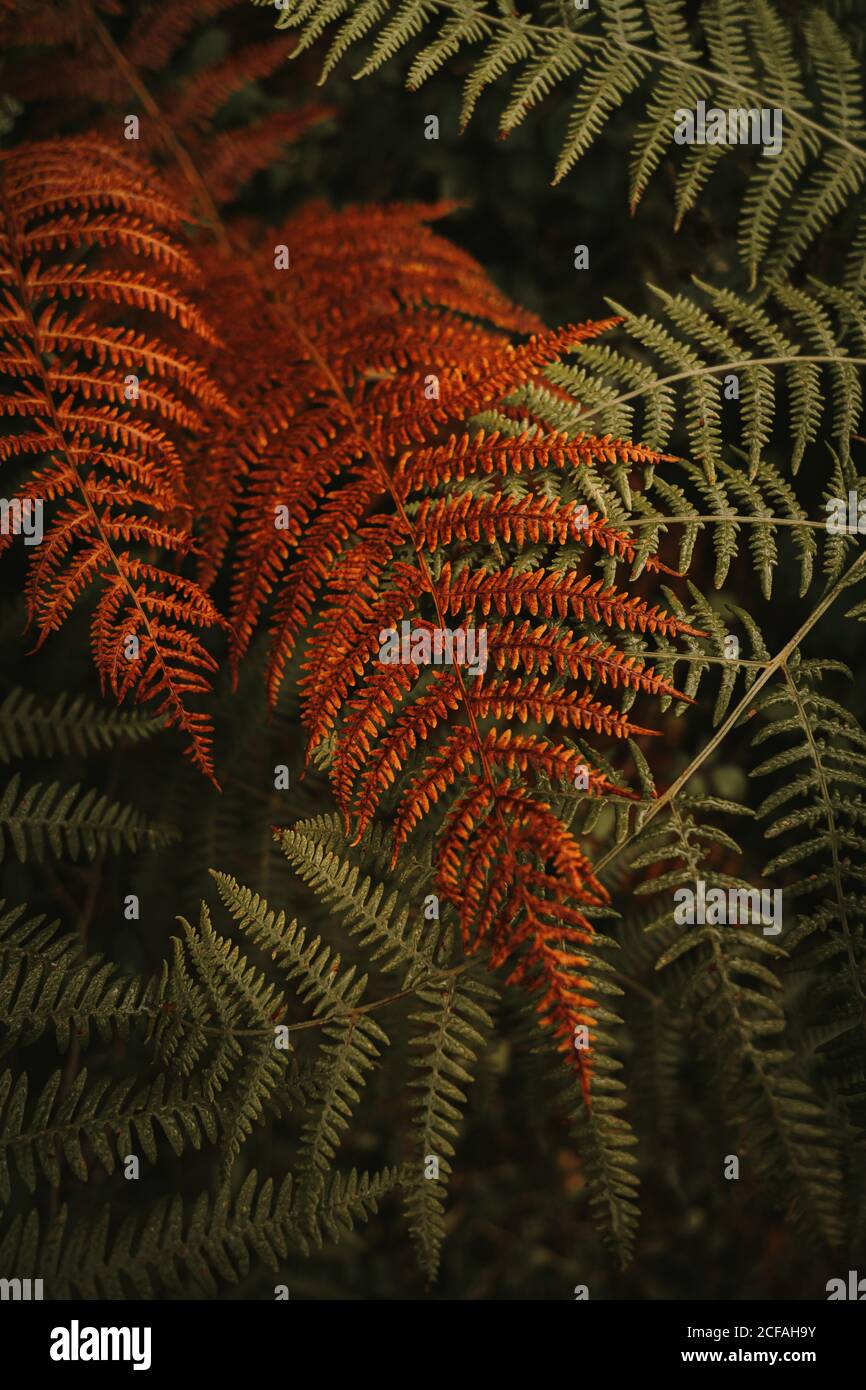 Wild fresh green and wilted orange huge leaves on stems of lush ferns ...