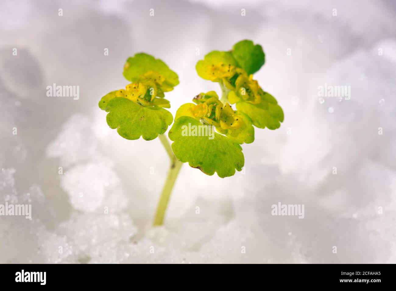 Flower or young green leaf appeared in cold snow. World of wonder ...