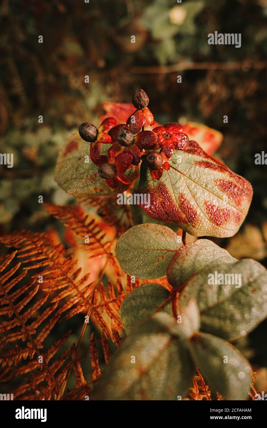 Deadly nightshade toxic black berries on red flower heads above orange ...
