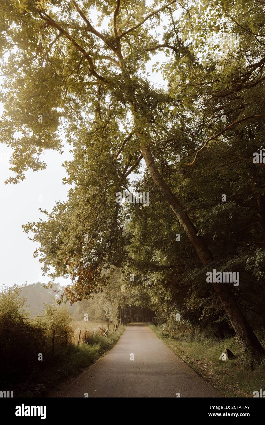 Empty asphalt road leading between dense deciduous forest and green ...