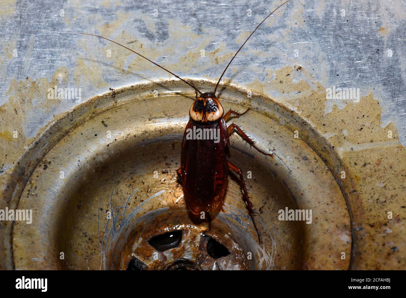Cockroach in a dirty wash basin in a n hospital Stock Photo - Alamy