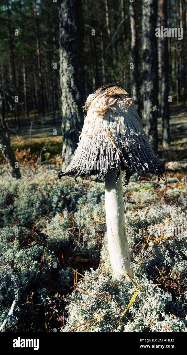 Touchwood fungus hi-res stock photography and images - Alamy