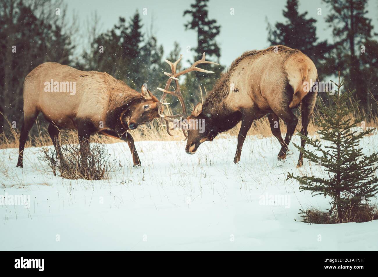 Beautiful shot of moose fighting with their horns in the snow Stock ...