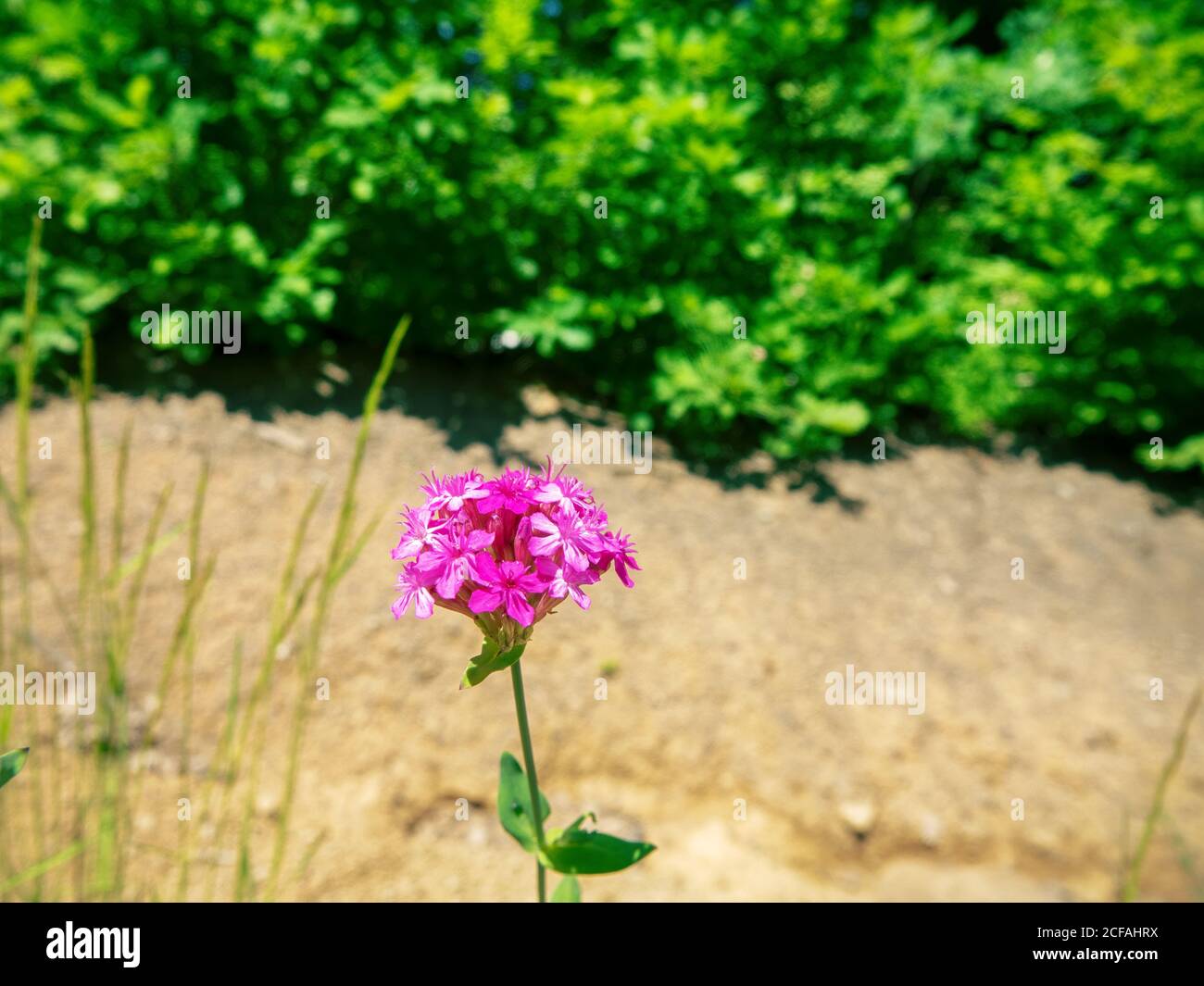 Silene compacta grows in sparse forests, shrubs, along sandy banks of ...