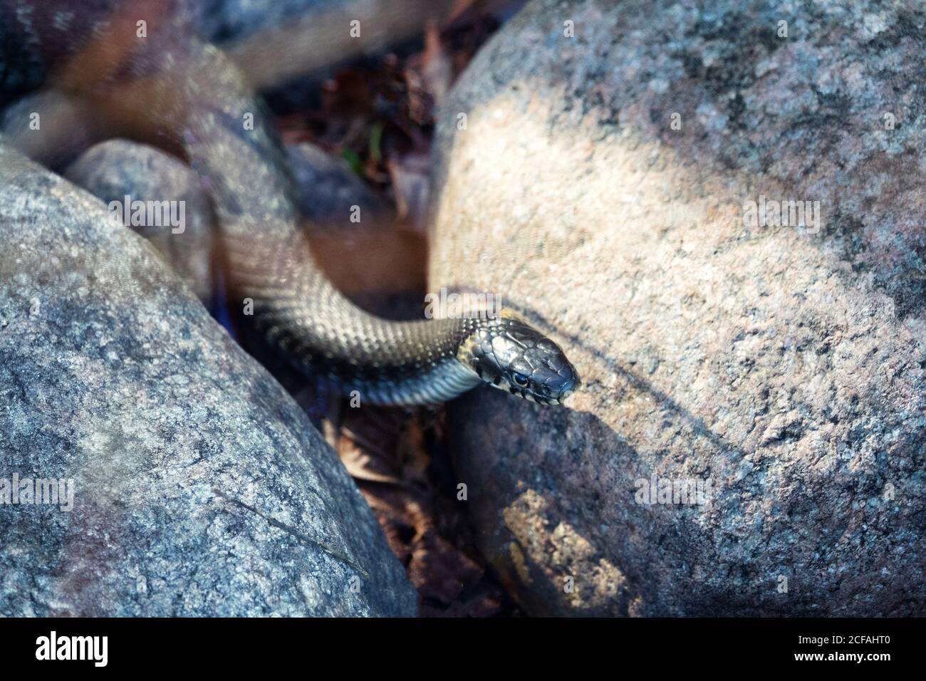 Common Grass-snake (Natrix natrix) from the East Baltic sea coast ...