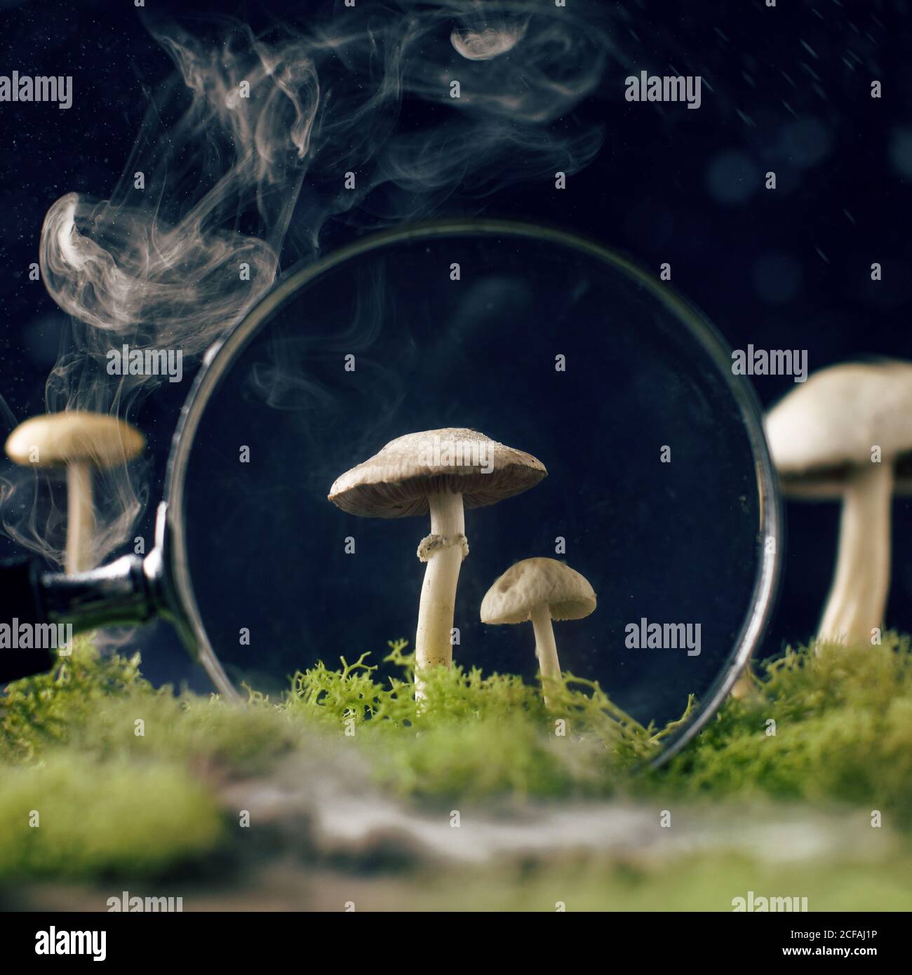 Mushroom with magnifying glass hi-res stock photography and images - Alamy