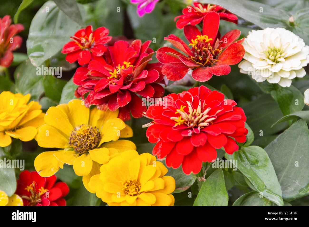 Marigolds and other northern ornamental flowers grow in flower beds in ...