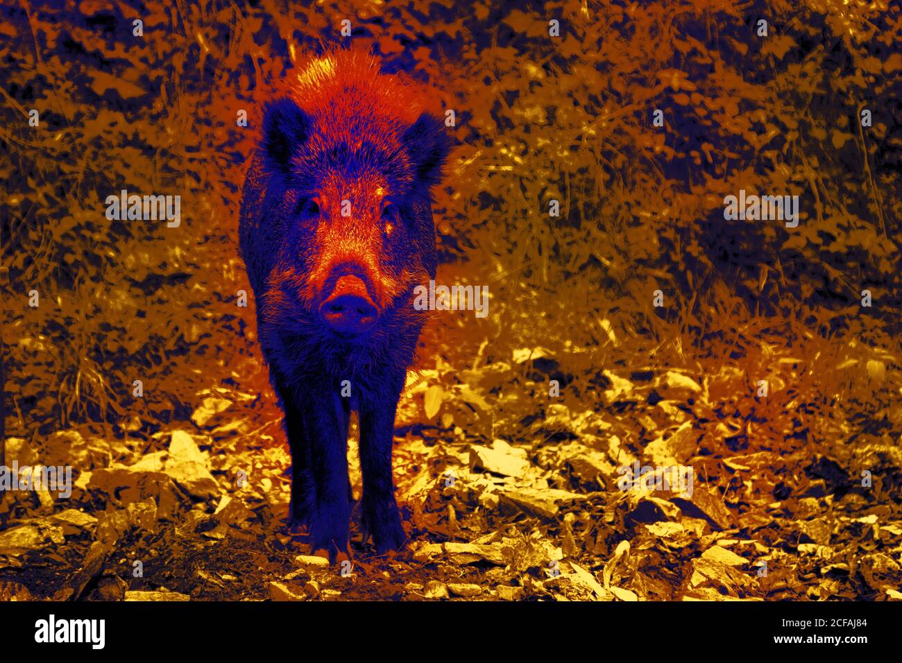 Wild boar in scientific high-tech thermal imager in forest. Animals and ...