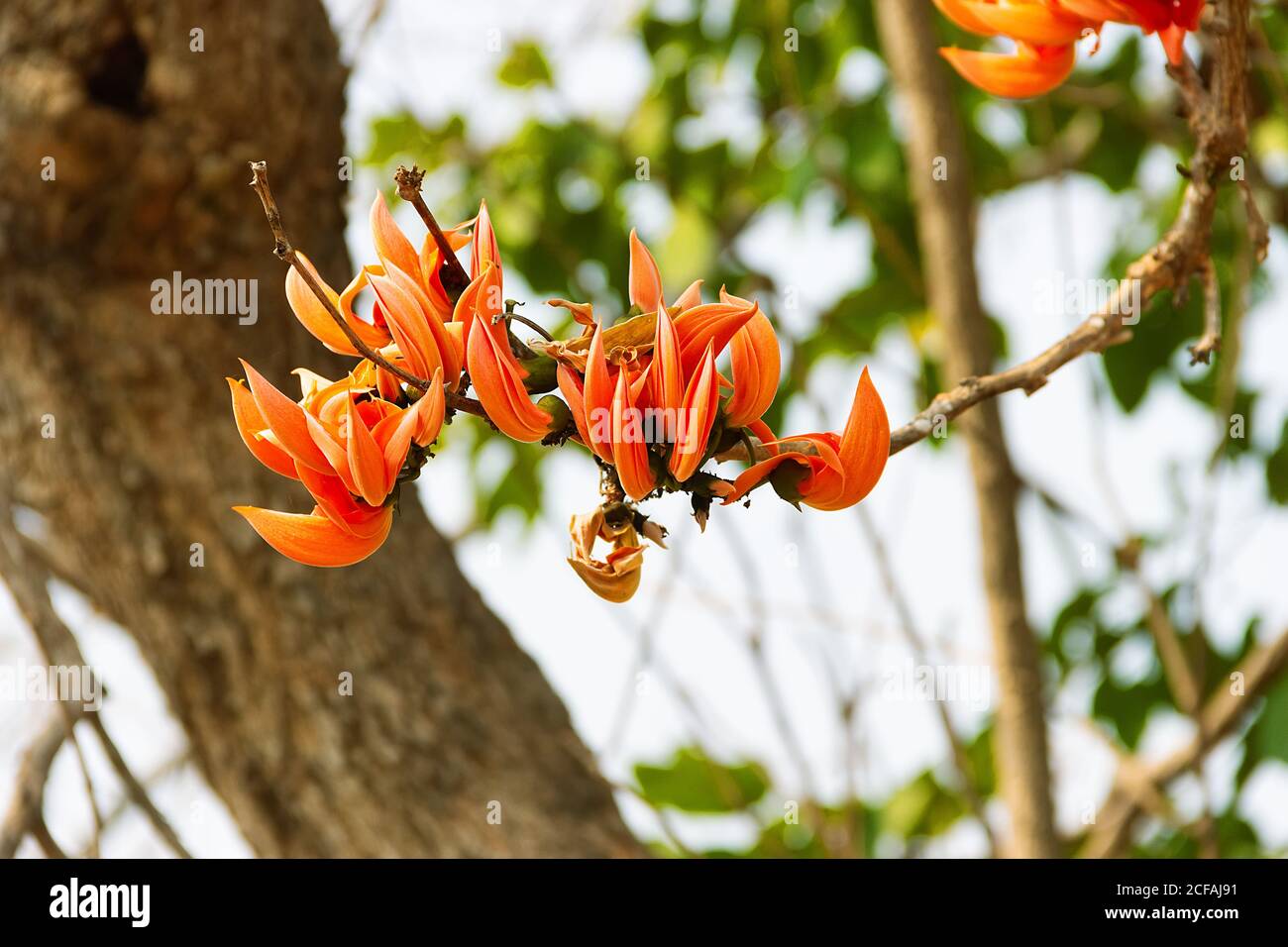 Butea frondosa is a popular traditional Indian medicinal tree. Flame of ...