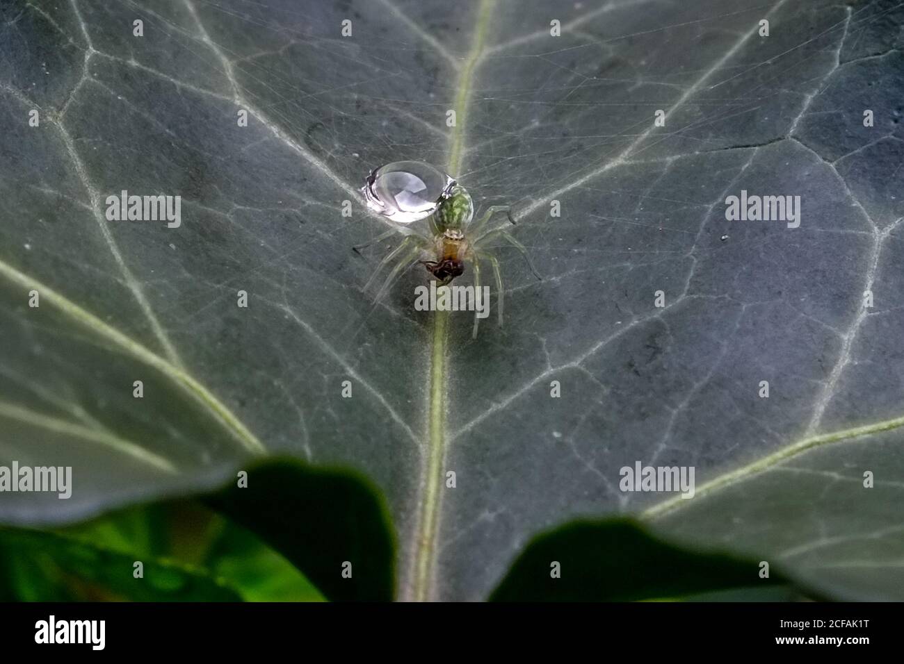 Brunswick, Germany. 04th Sep, 2020. A green curly spider (Nigma ...