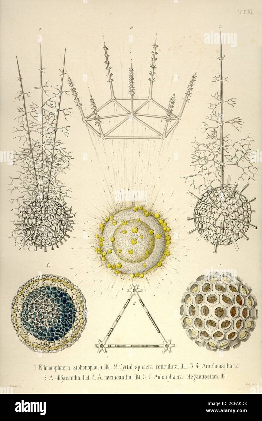 Radiolaria and Skeletal Structures Stock Photo - Alamy