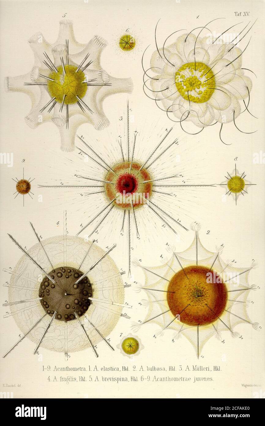 Types of Acanthometra Stock Photo - Alamy