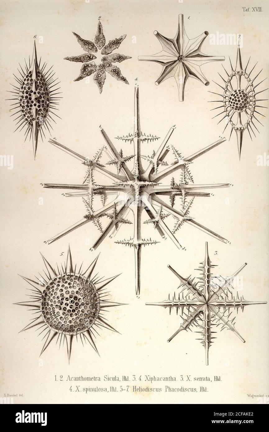 Acanthometra Sicula, Xiphacantha types and Heliodiscus Phacodiscus ...