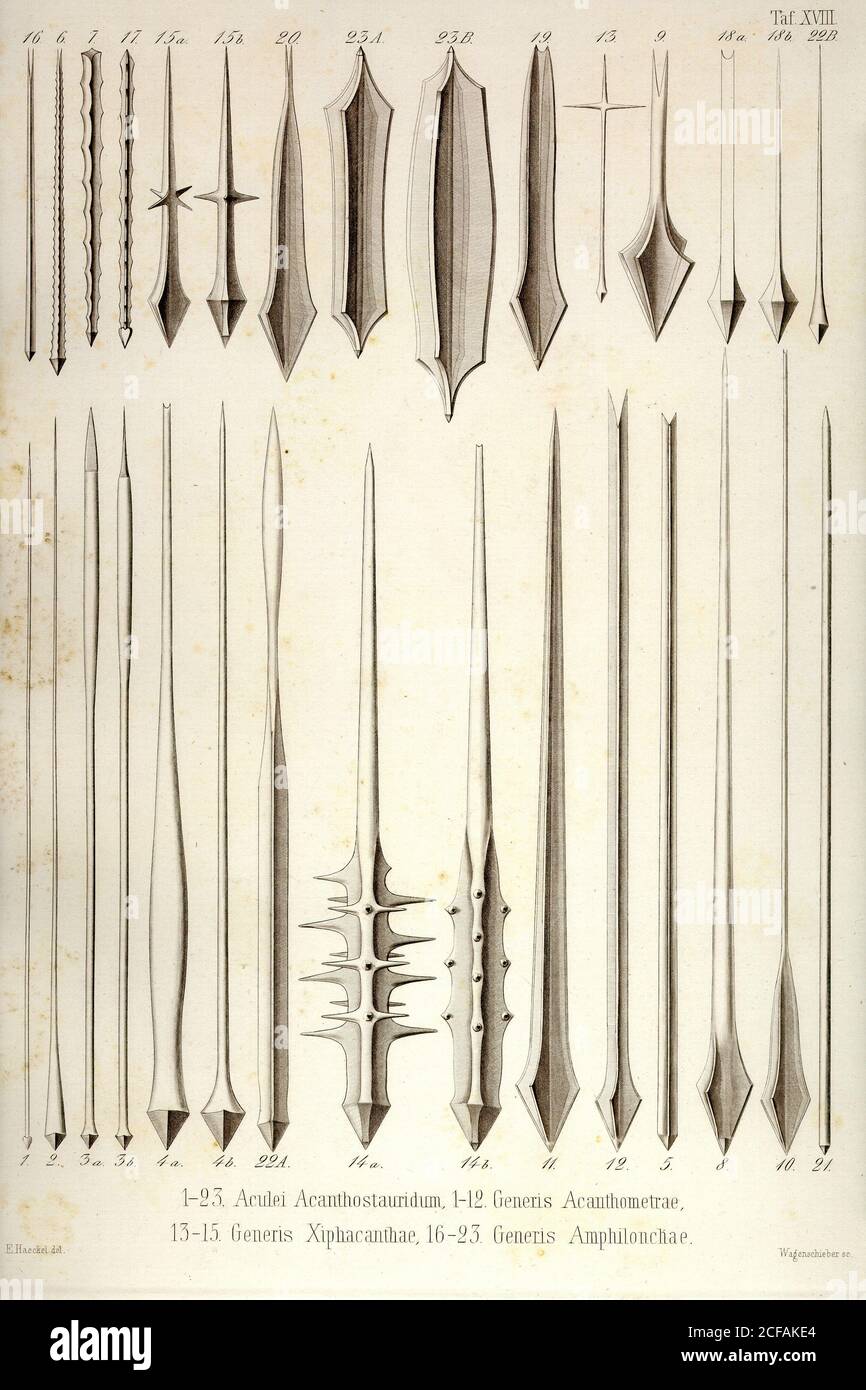 Aculei hi-res stock photography and images - Alamy