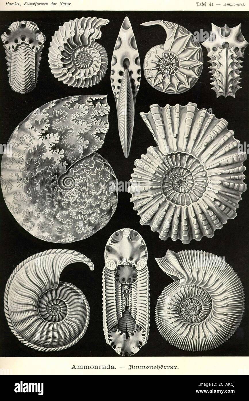 Ammonites hi-res stock photography and images - Alamy