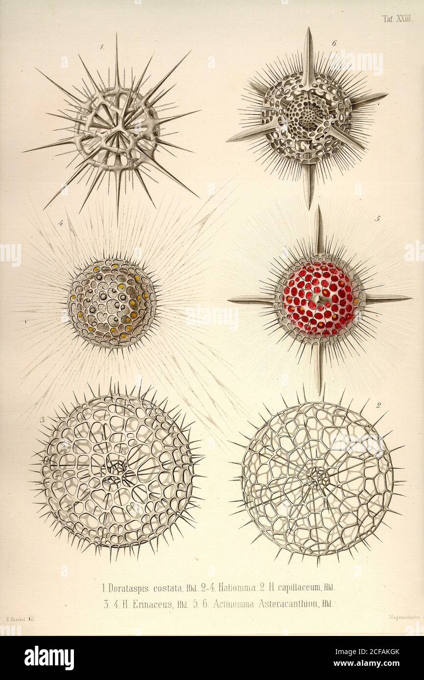 Protozoans hi-res stock photography and images - Alamy