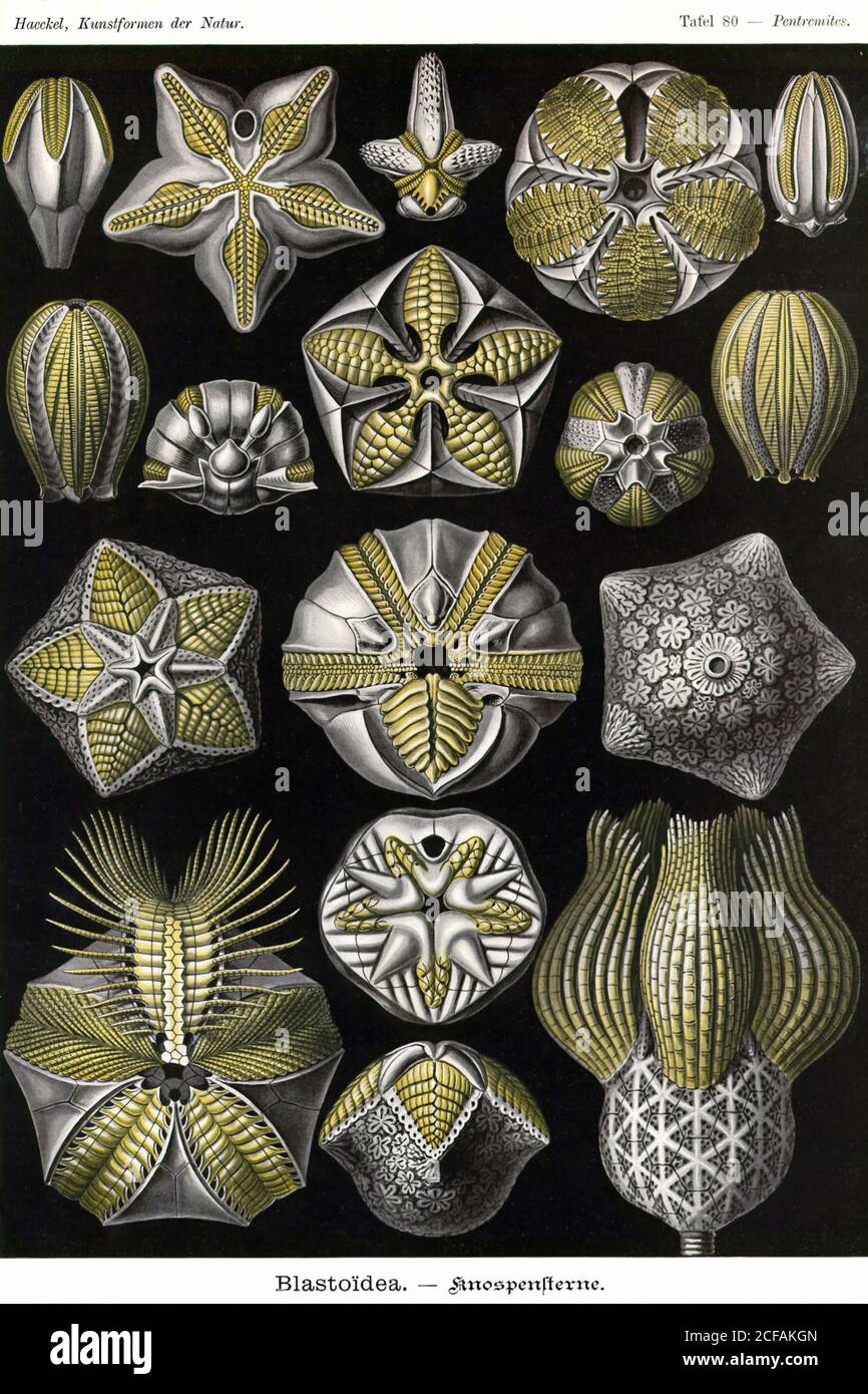 Blastoids hi-res stock photography and images - Alamy