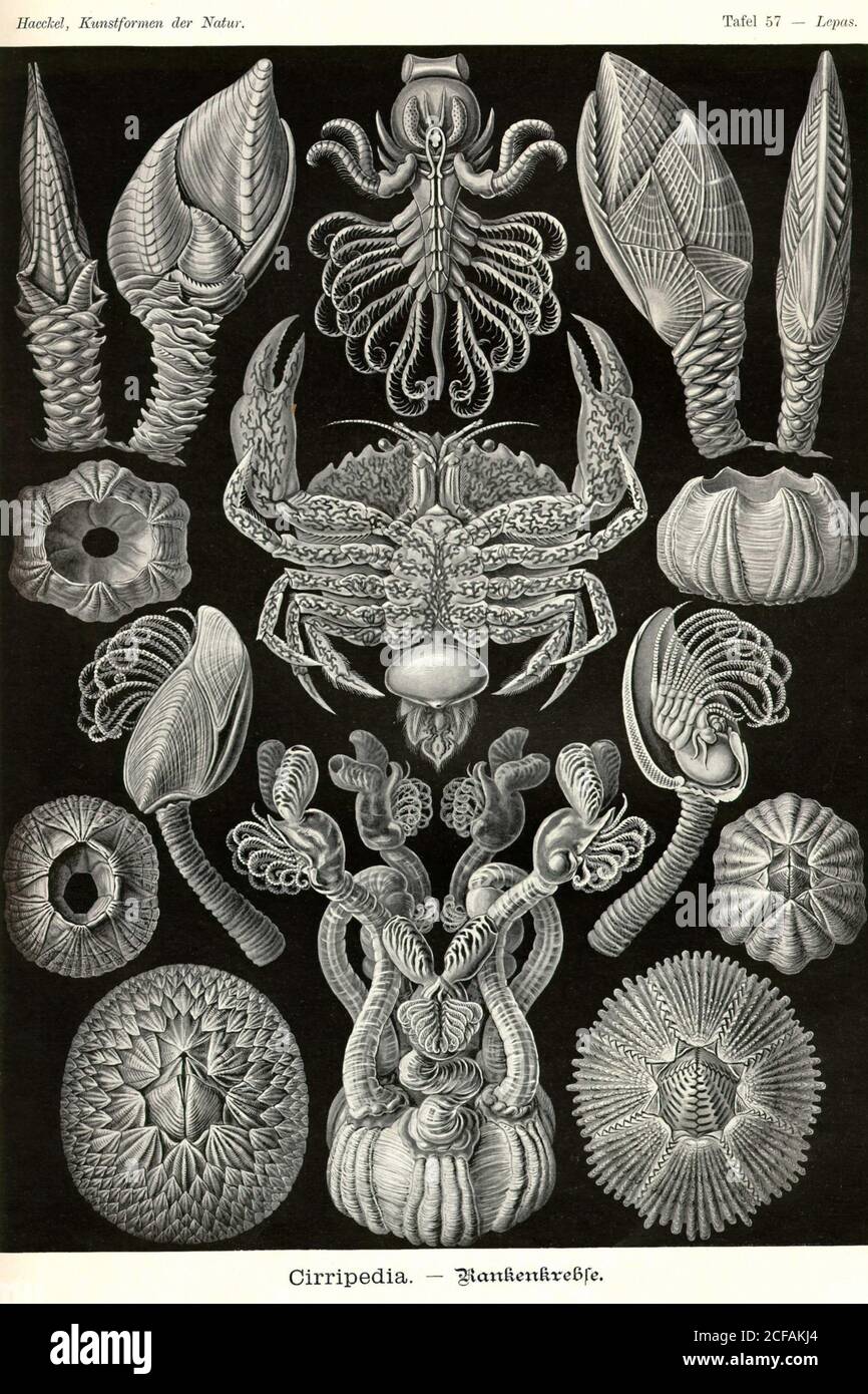 Barnacles cirripedia hi-res stock photography and images - Alamy