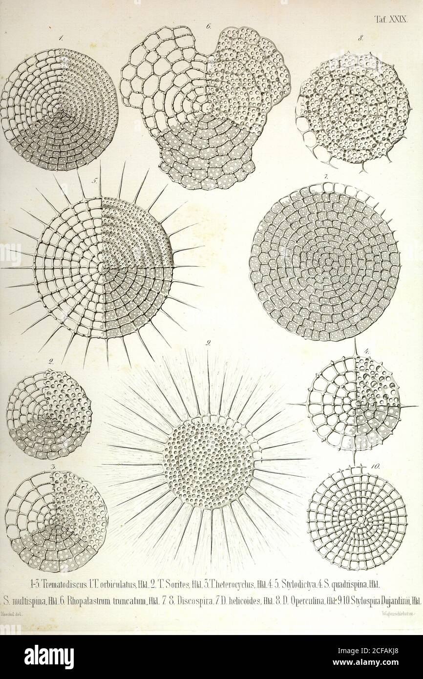 Radiolaria hi-res stock photography and images - Alamy