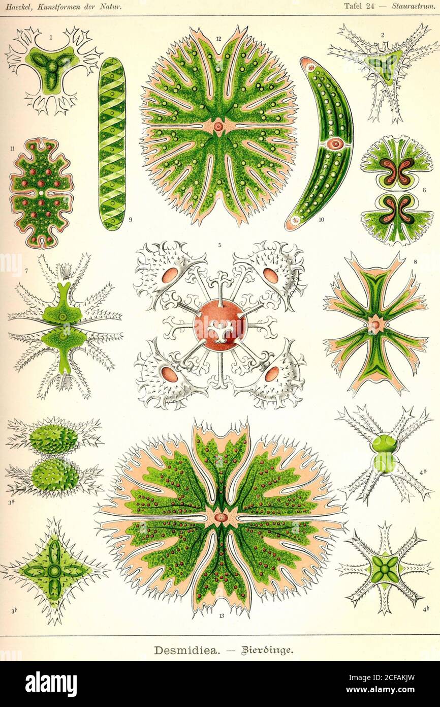 Amoebas hi-res stock photography and images - Alamy