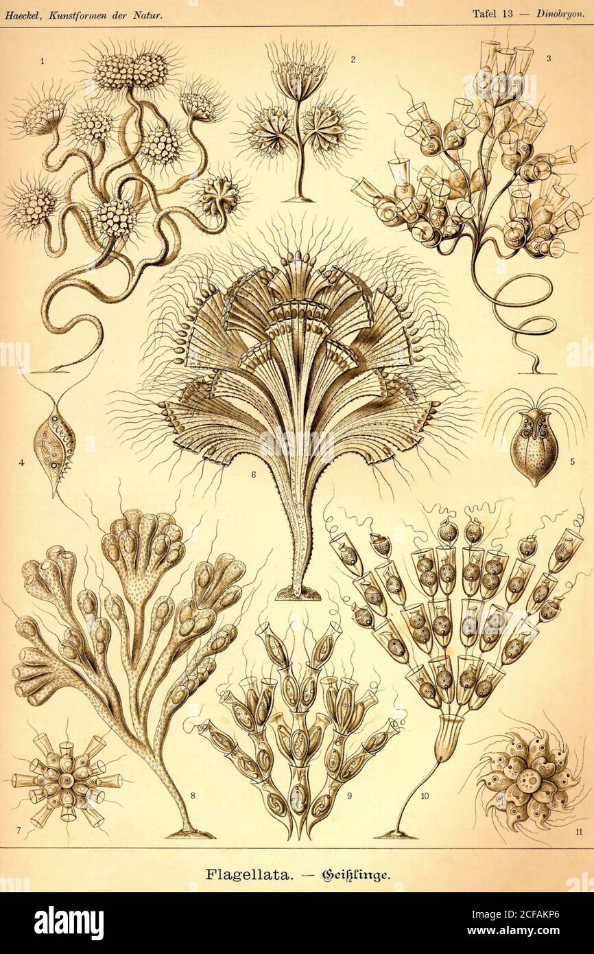 Flagellates hi-res stock photography and images - Alamy