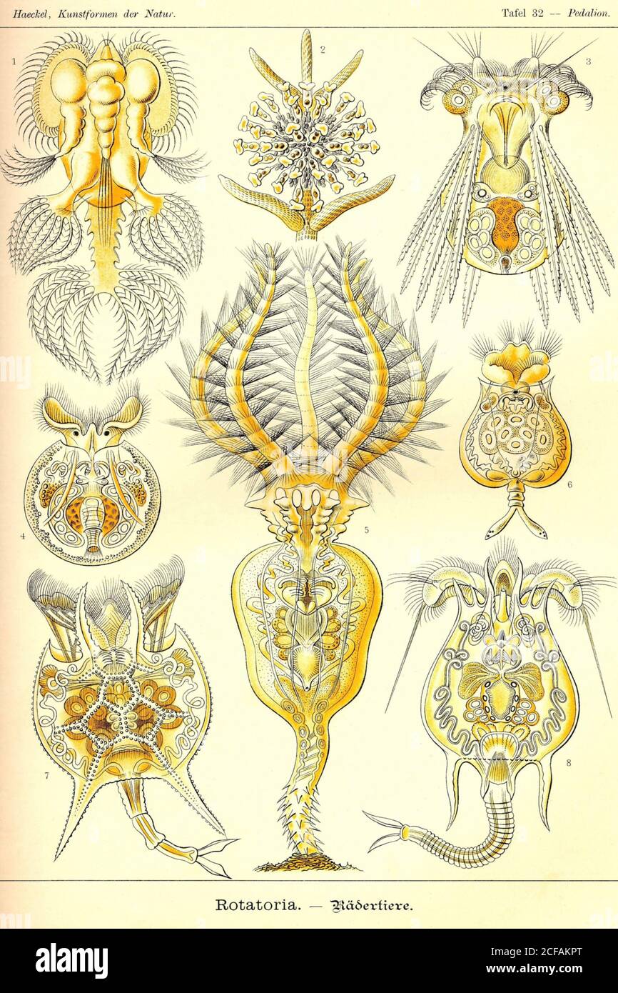 Rotifera hi-res stock photography and images - Alamy