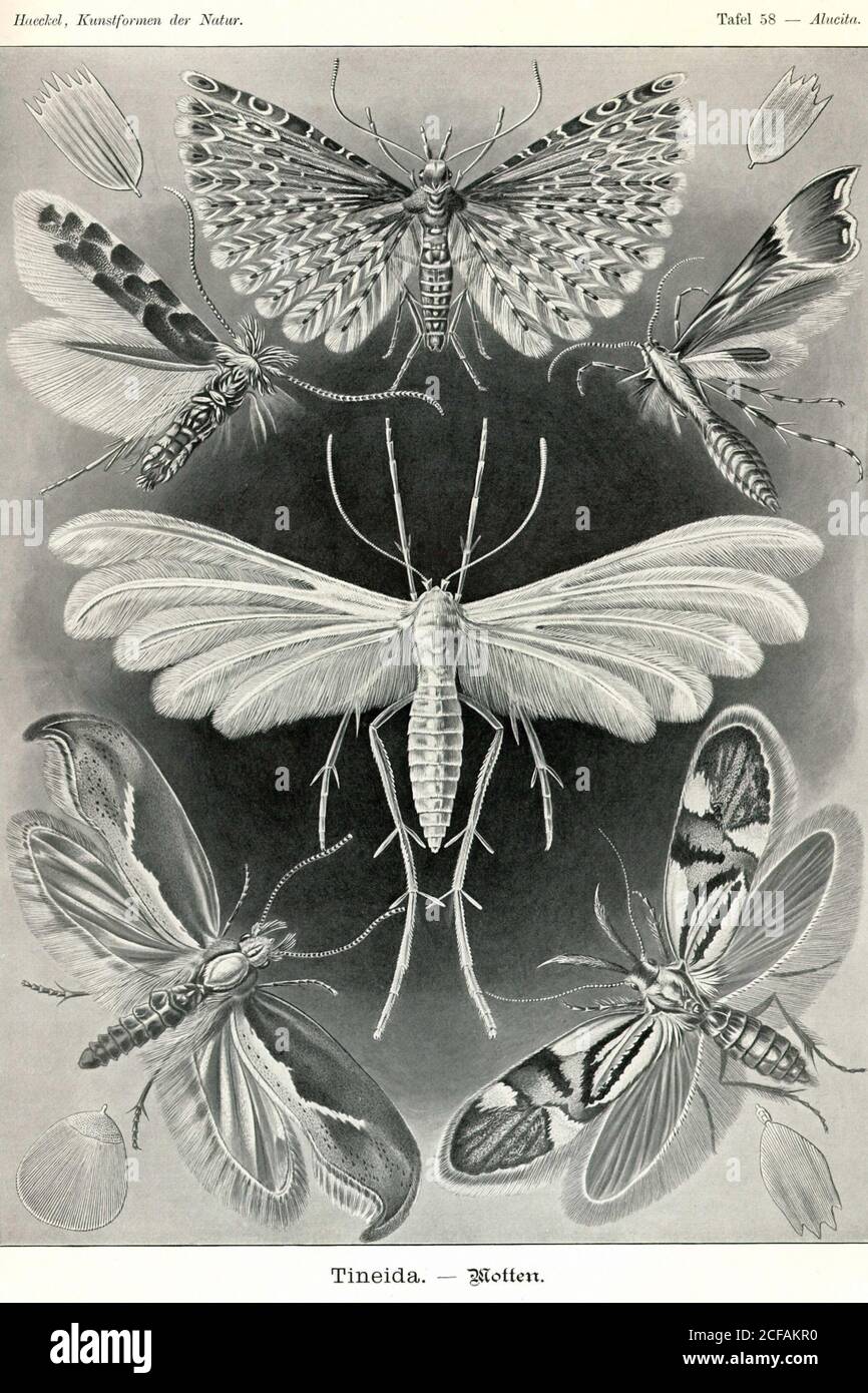German moths hi-res stock photography and images - Alamy