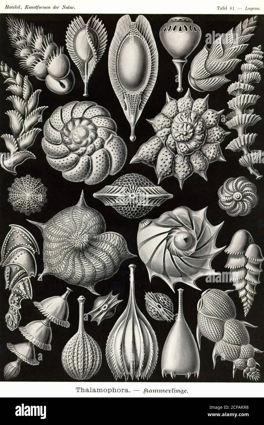 Thalamophora - Forminifera Stock Photo - Alamy