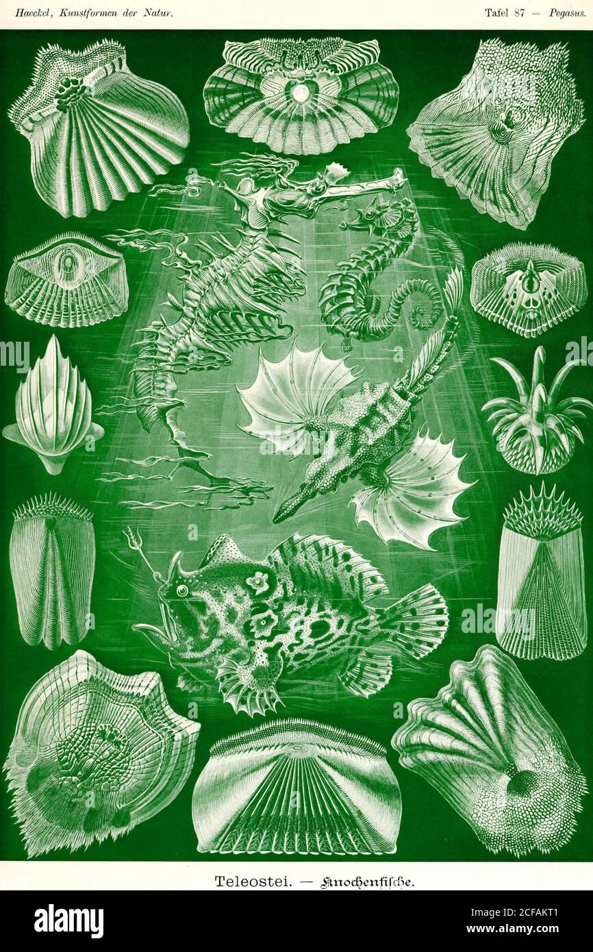 Teleostei - bony Fishes Stock Photo - Alamy