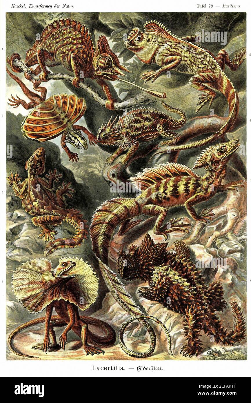 Lizards of germany hi-res stock photography and images - Alamy
