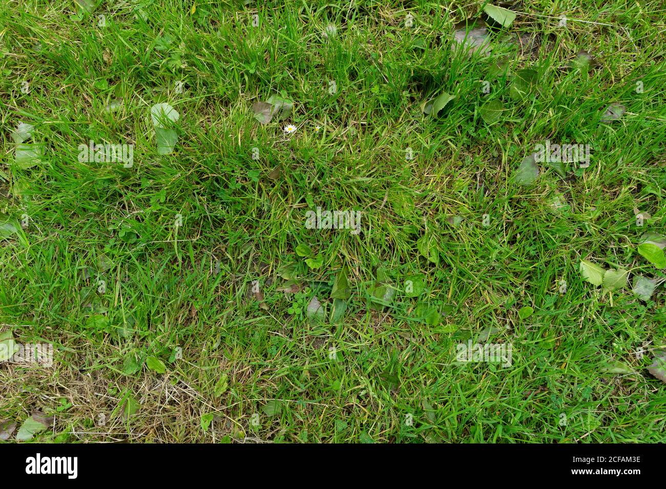grass texture top view with leaves and long green blades of grass Stock ...