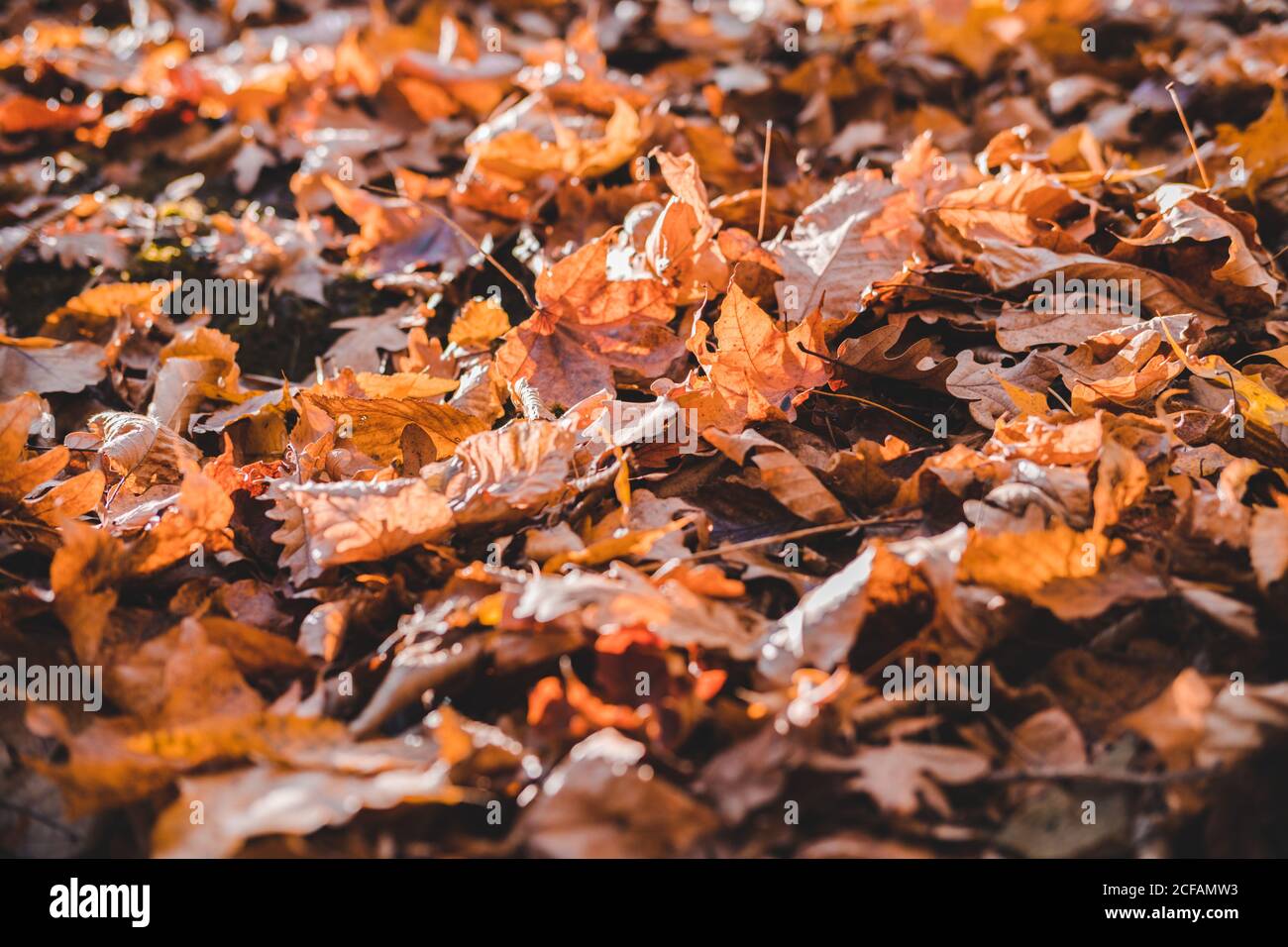 Autumn forest landscape in orange colors in the fall Stock Photo - Alamy