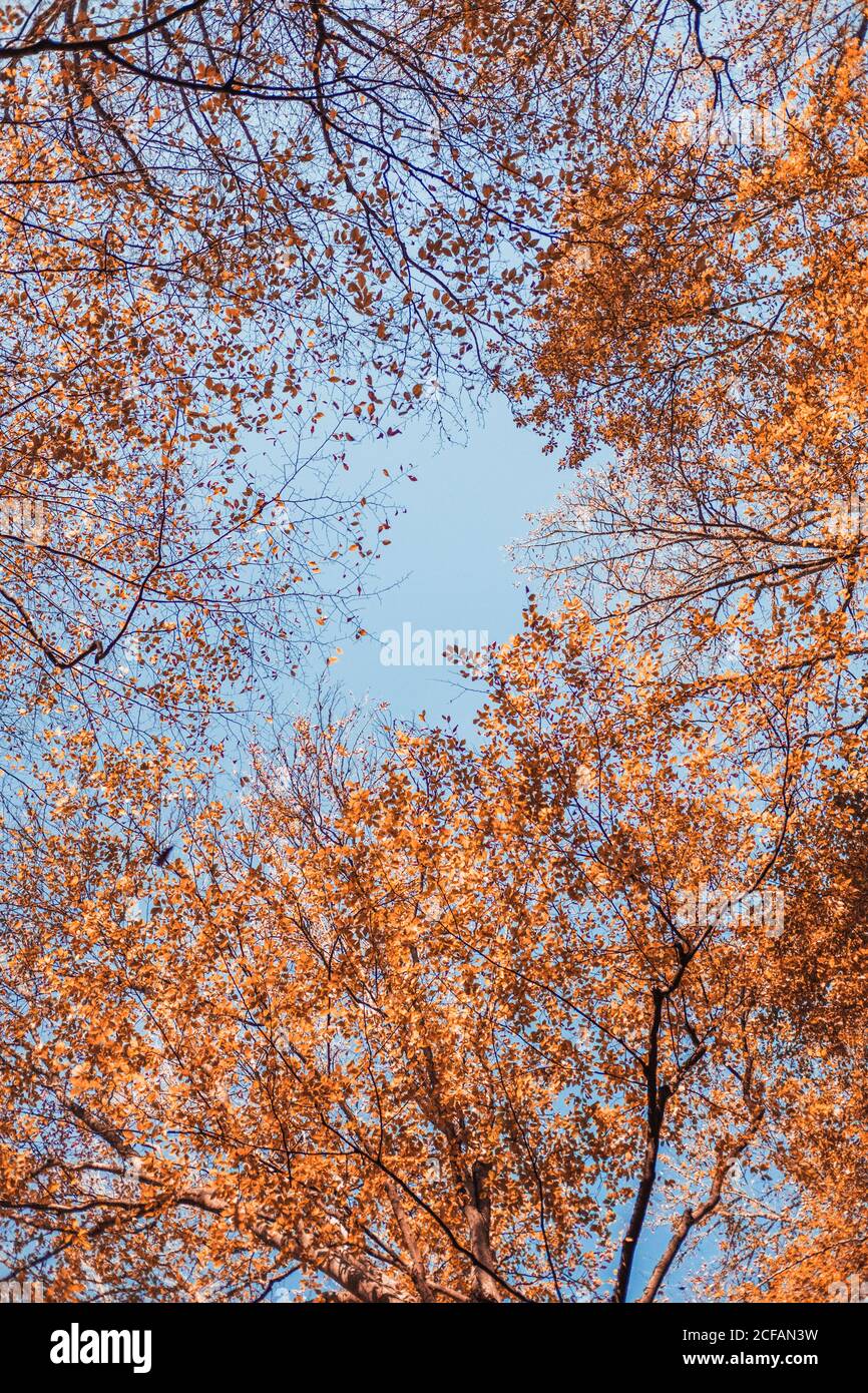 Autumn forest landscape in orange colors in the fall Stock Photo - Alamy