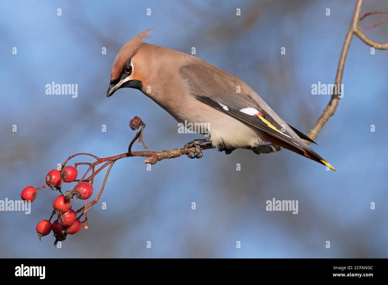 Rowan tree wildlife hi-res stock photography and images - Alamy