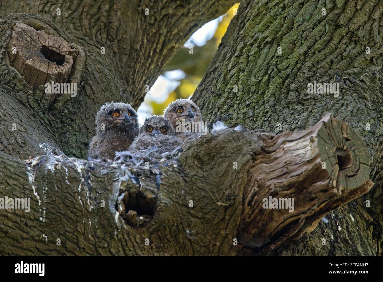 Eurasian eagle-owl / European eagle-owl (Bubo bubo) three chicks inside ...