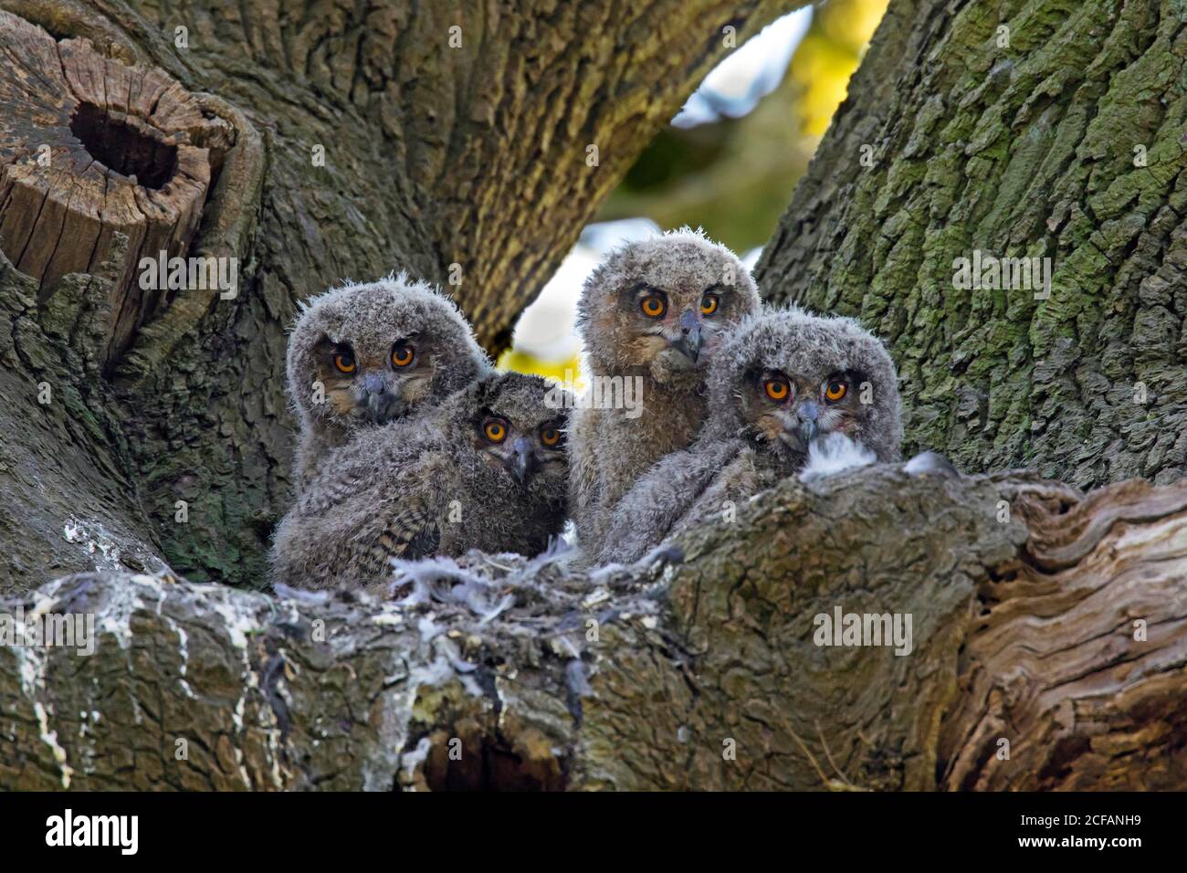 Baby oak tree hi-res stock photography and images - Alamy