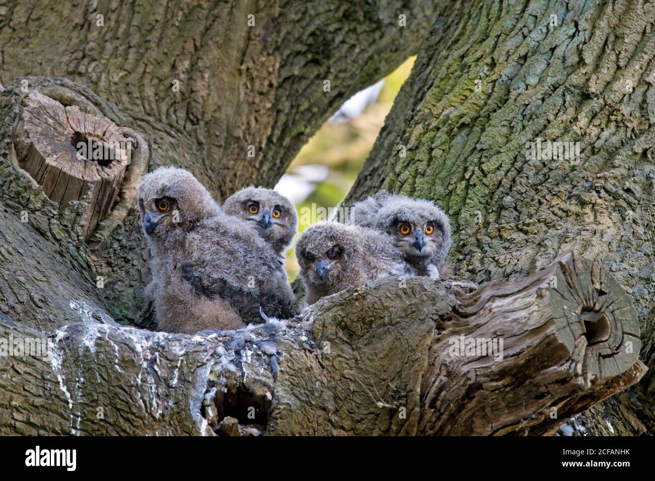 Eurasian eagle-owl / European eagle-owl (Bubo bubo) four chicks inside ...