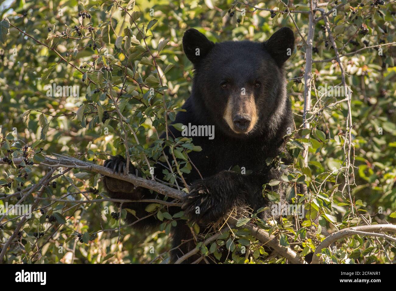 Cute fuzzy little bear cub hi-res stock photography and images - Alamy